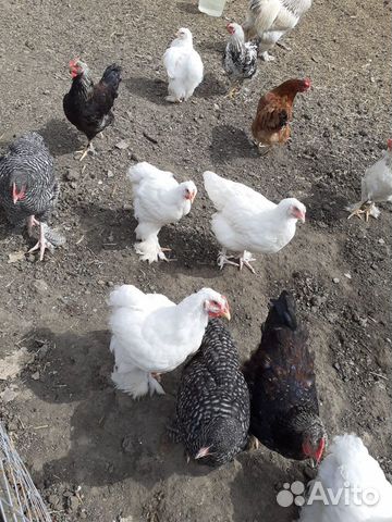 Куры молодки