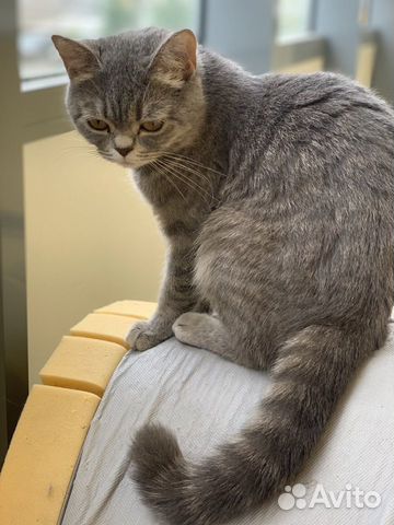 Шотландская прямоухая кошка