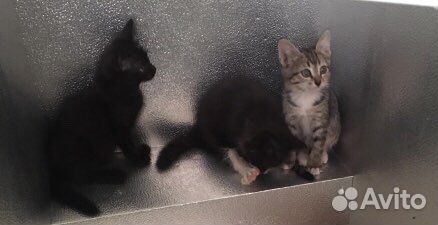 Котенок, разные котята 1,5-2 мес