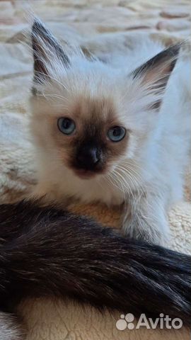 Тайская Кошка
