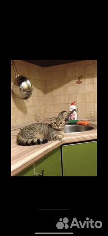 Британские котята в добрые руки