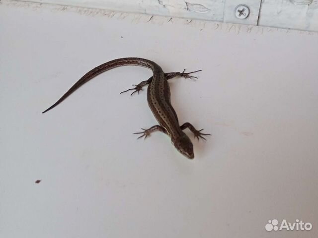 Ящерица домашняя