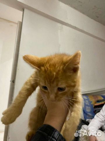 Рыжий котенок мальчик