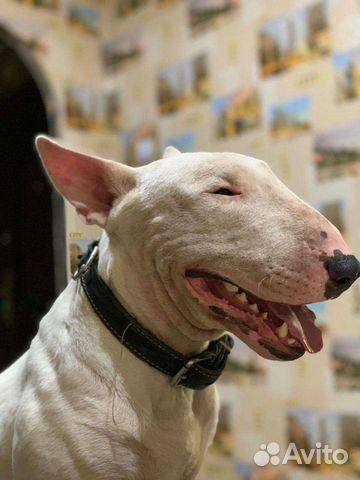 Бультерьер