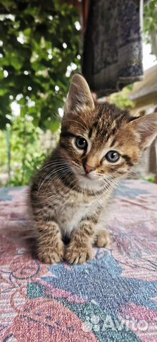 Котята в добрые руки бесплатно