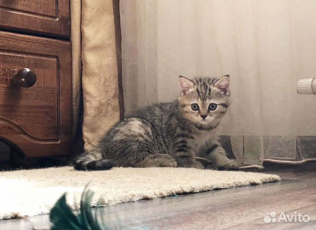 Шотландская девочка