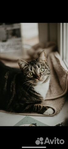 Кошка суицидница 1,5 года