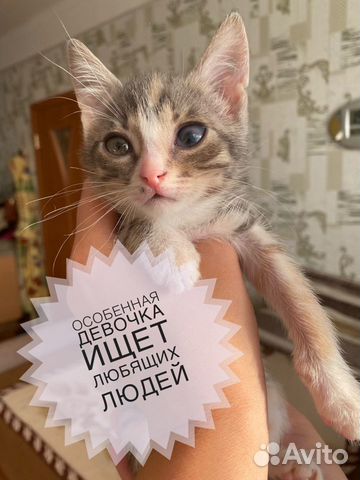 Особенный котенок ищет дом