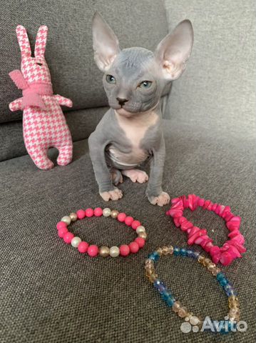 Донской сфинкс котята