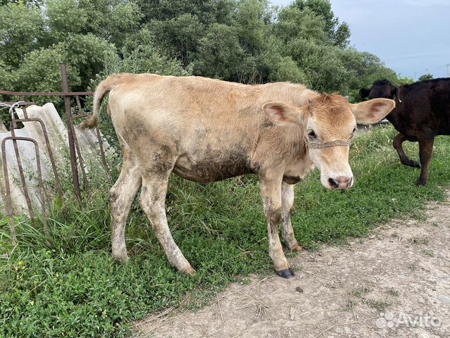 1 бычок и 1 теленок