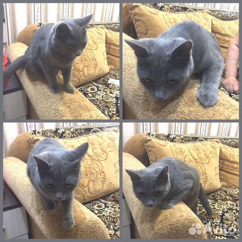 Русская голубая кошечка в добрые руки