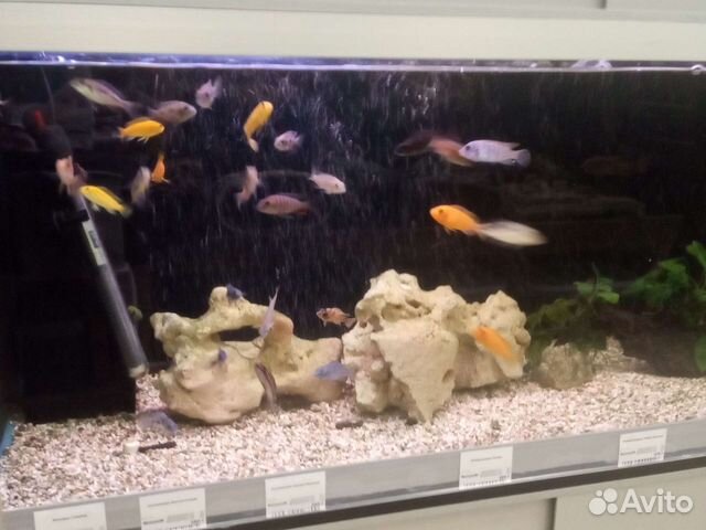 Аквариумные рыбки, креветки, улитки