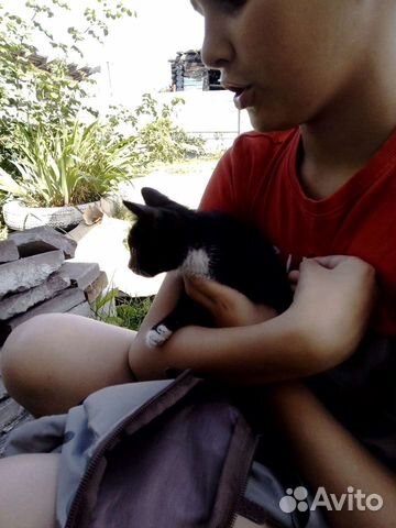 Котенок девочка чёрно белая красотка в добрые руки
