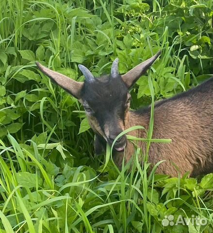 Козочка альпо-чешка