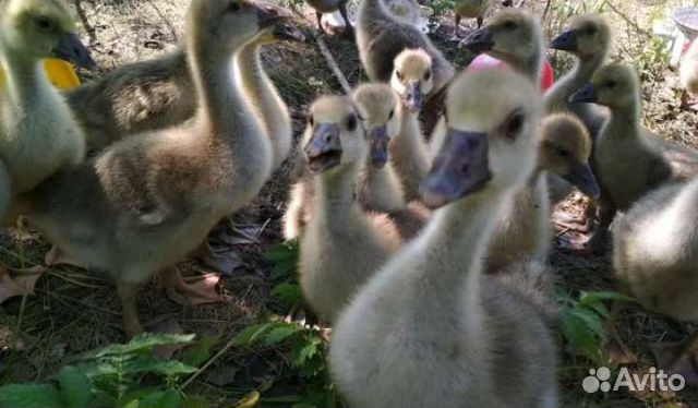 Гусята подрощенные крупная серая