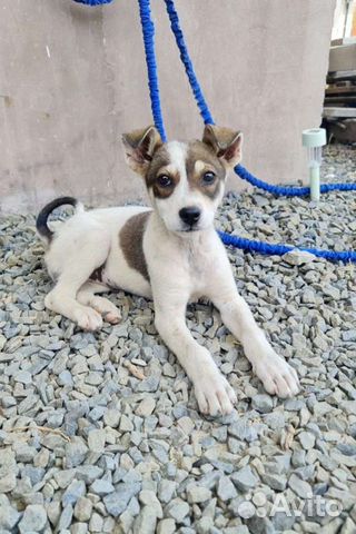 Щенку-подкидышу очень нужен дом