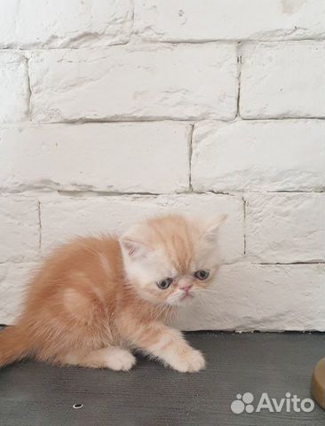 Экзотические котята
