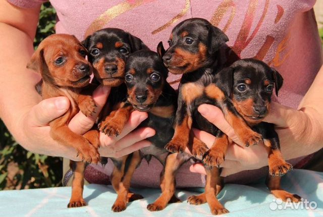 Щенки цвергпинчера питомник Тень Луны