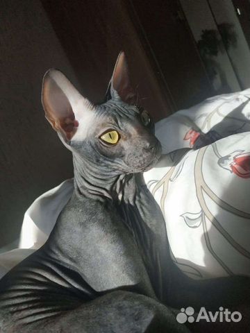 Канадский сфинкс (девочка) вязка