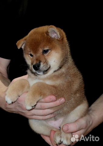 Красотка сибушка Сиба-ину