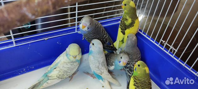 Попугай волнистый птенец домашнего разведения