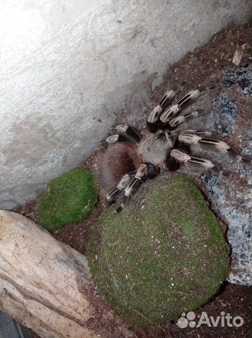 Паук птицеед