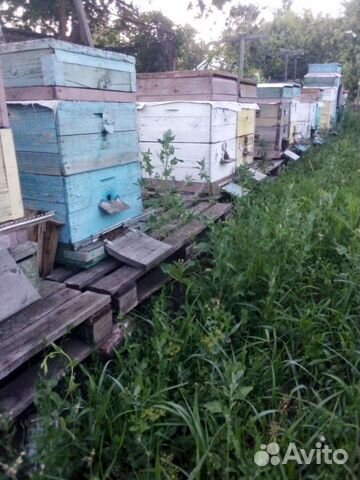 Пчелосемьи