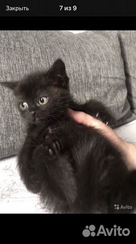 Шотландская кошка отдам даром