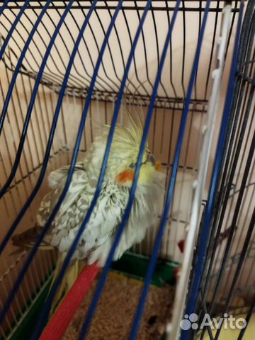 Найден попугай корелла