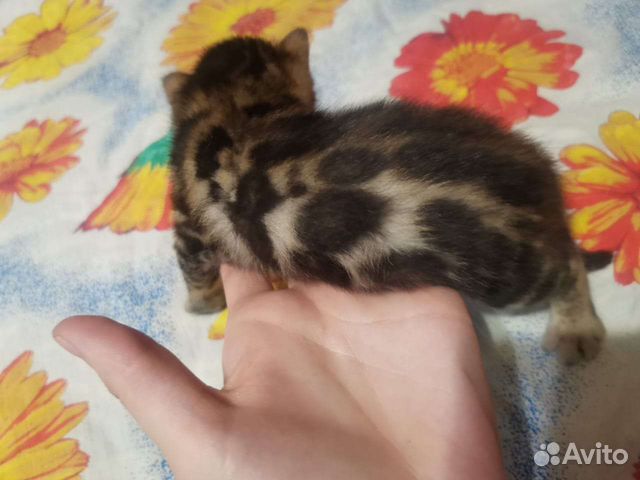 Бенгальские котята