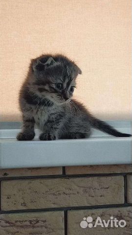 Шотландская