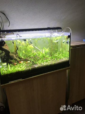 Продам аквариум на 54 литрмс тумбой