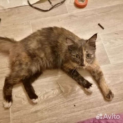 Волшебная кошечка в дар