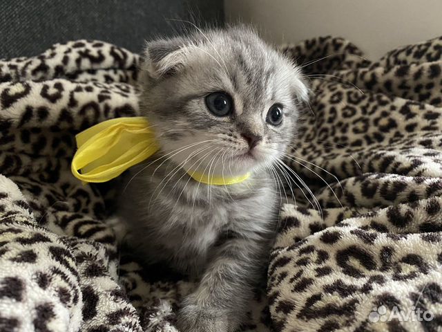 Шотландские котята (девочки)