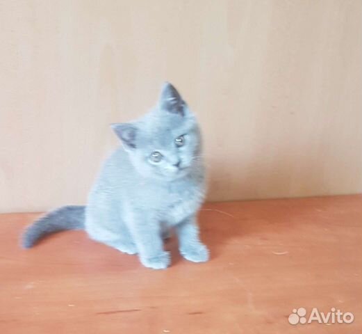 Британский голубой мальчик