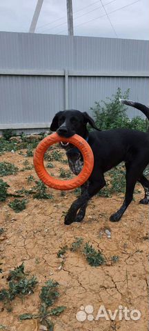 Щенок Курцхаара ищет хозяев