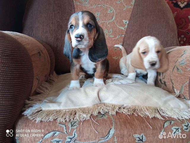 Щенки бассет хаунд
