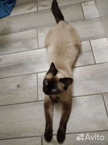Котята в добрые руки бесплатно