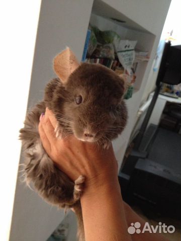 Шиншиллы в дар