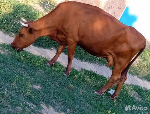 Коровы дойная