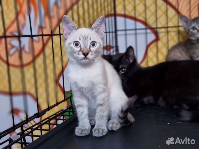 Котёнок Ханна полутайская в добрую снмью