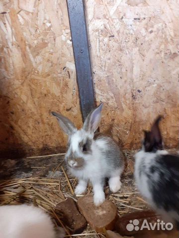 Кролики 1 месяц