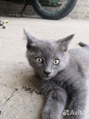 Котята в добрые руки даром