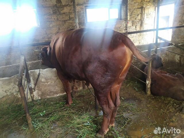 Бык 2 года