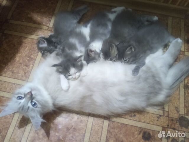 Сибирские котята в добрые руки