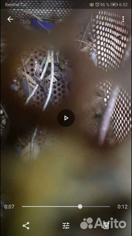 Крыса и крысёныш