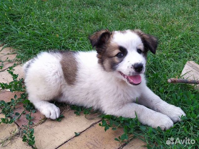 Щенок в добрые руки