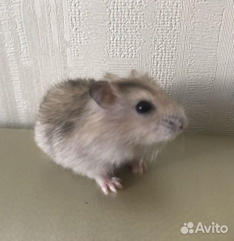 Джунгарский хомяк с клеткой