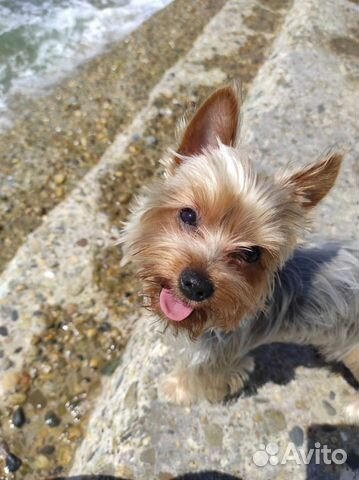 Отдам в добрые руки лучшего друга