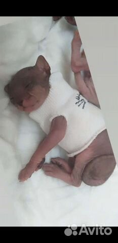 Малышарики Донской сфинкс котята